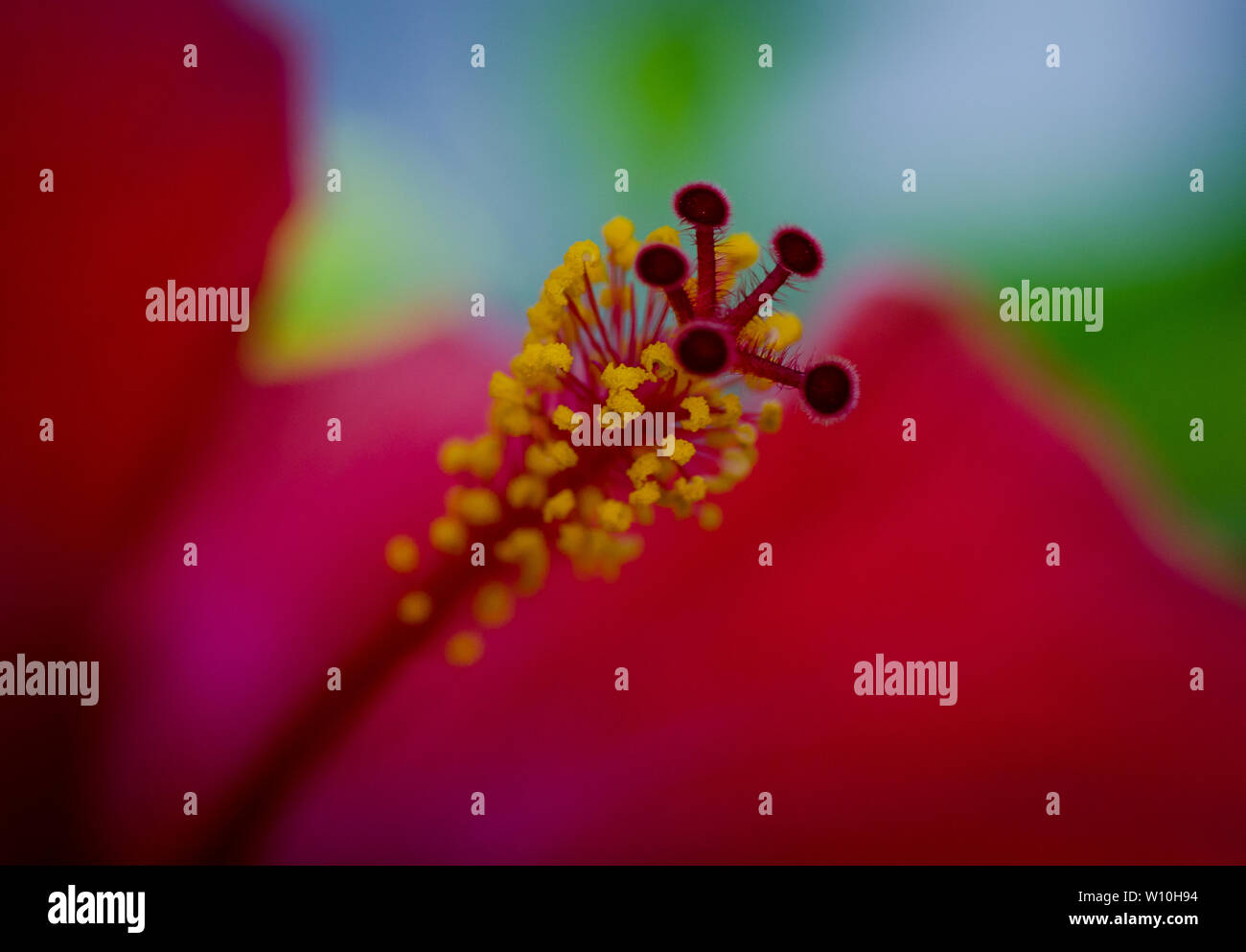 Maco flower hi-res stock photography and images - Alamy