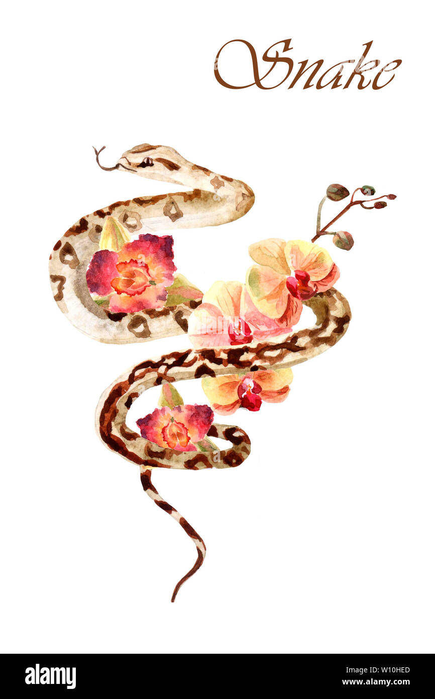 Closeup beautiful green snake Cut Out Stock Images & Pictures - Alamy