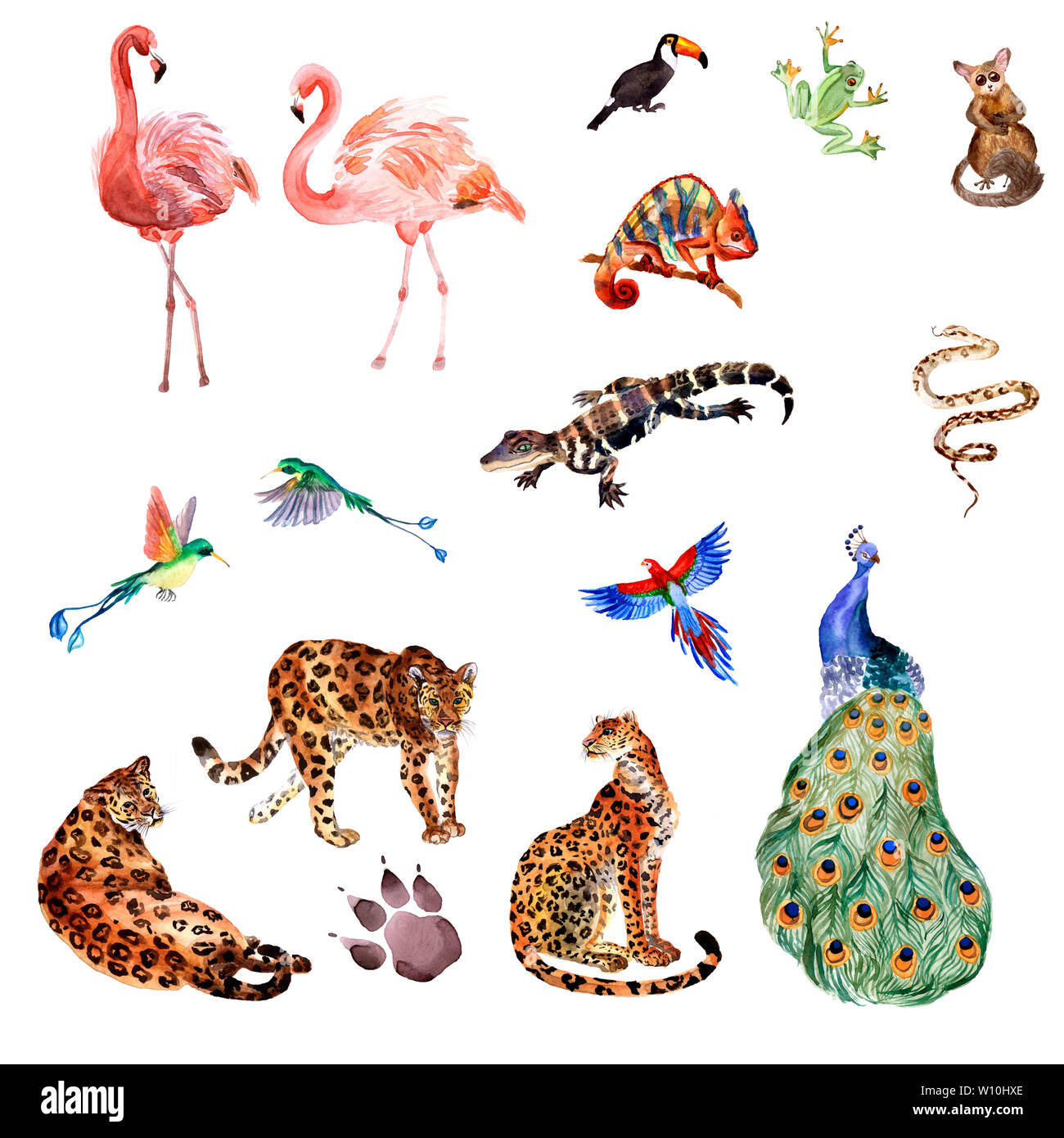 Watercolor hand-painted collection of tropical animals isolated on a ...