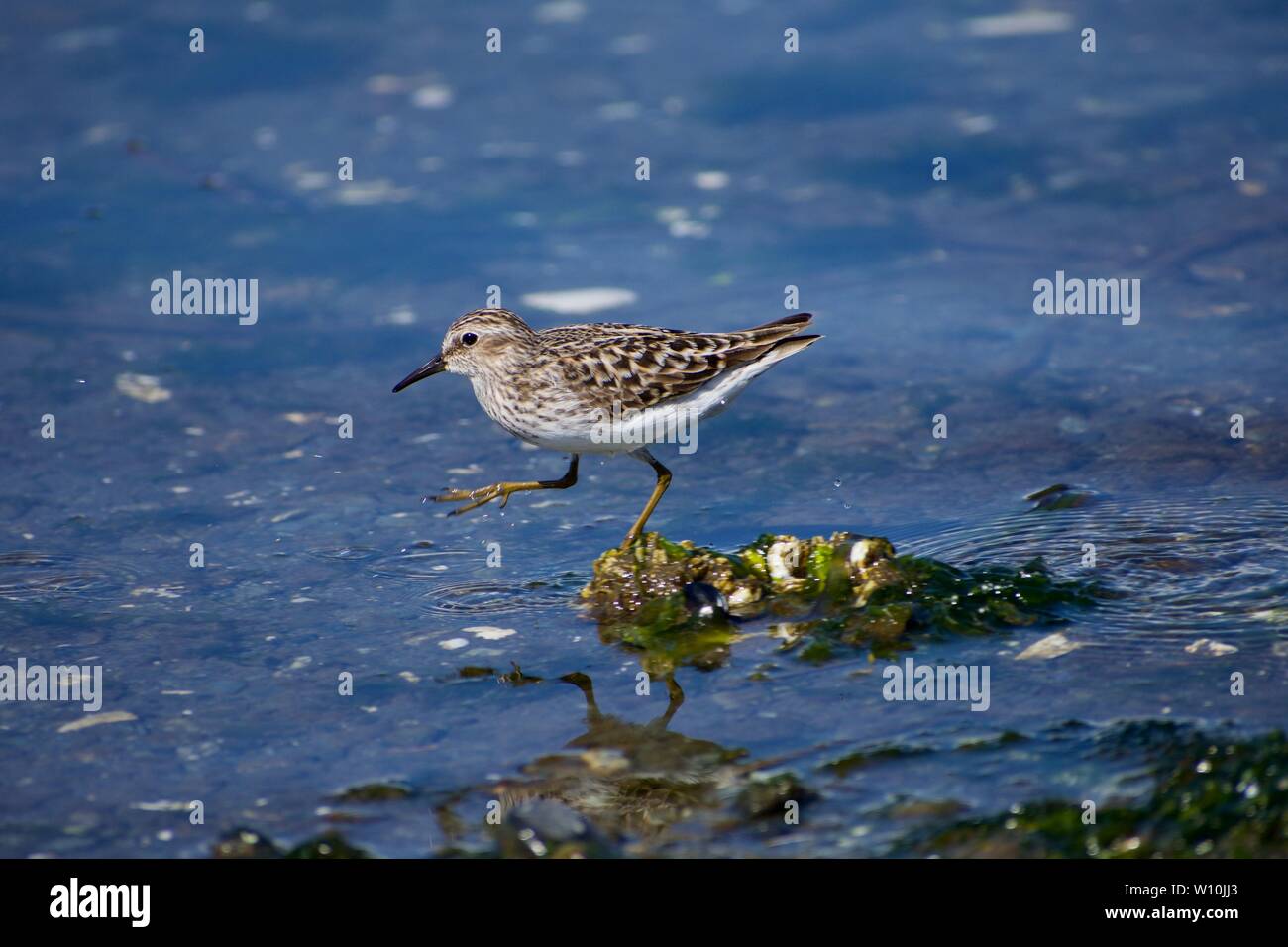 Western sand piper lifts its foot as it strides along the edge of the ...