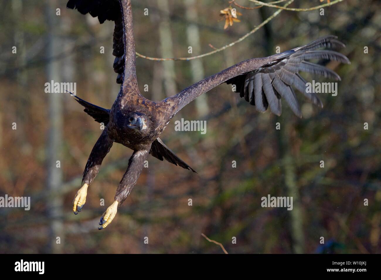 Flying eagle flying towards you hi-res stock photography and images - Alamy
