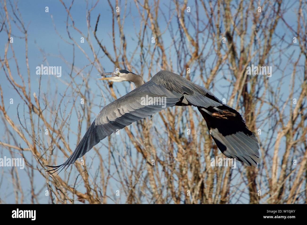 Squawk High Resolution Stock Photography and Images - Alamy