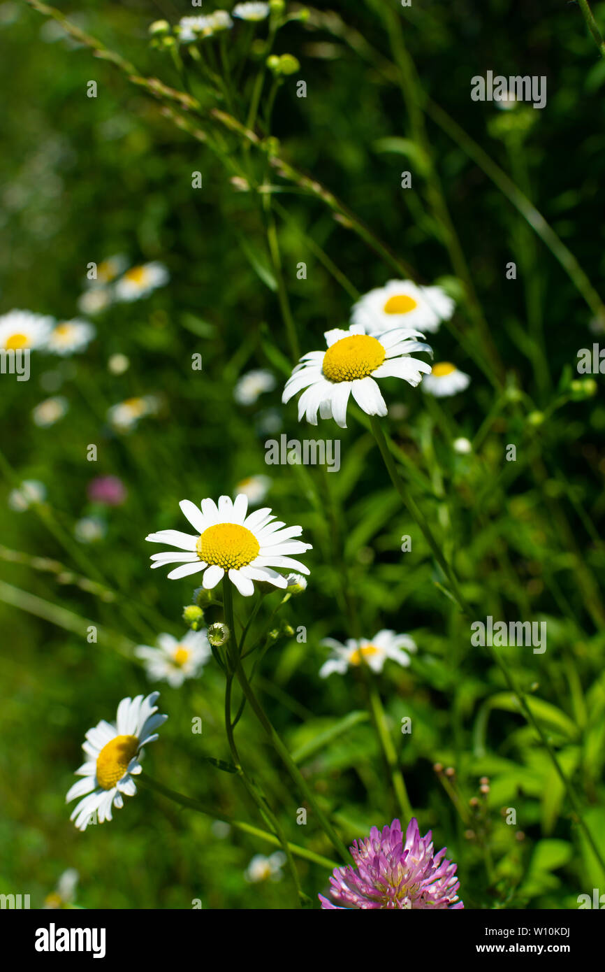 Wisconsin wildflowers hi-res stock photography and images - Alamy