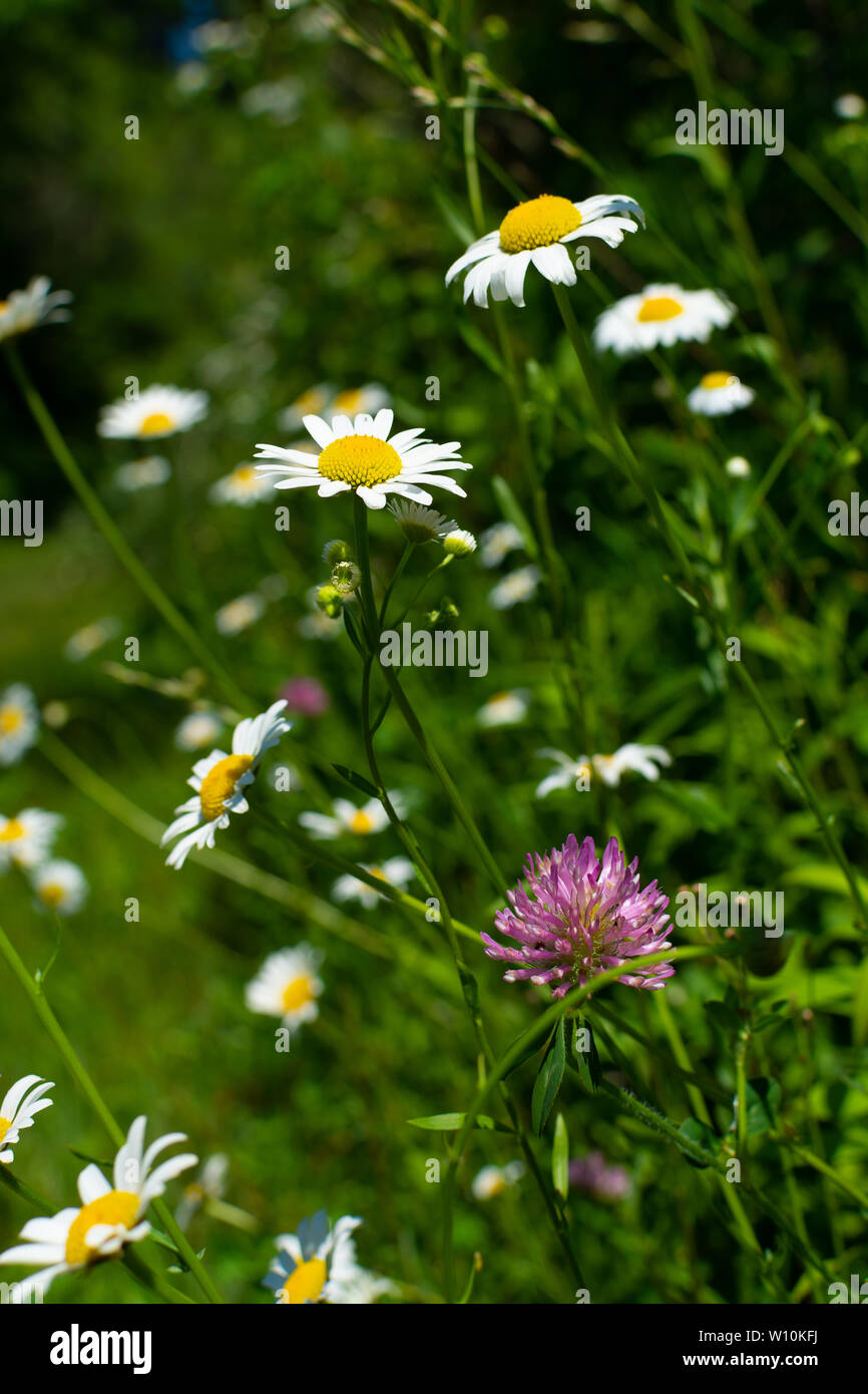 Wisconsin wildflowers hi-res stock photography and images - Alamy