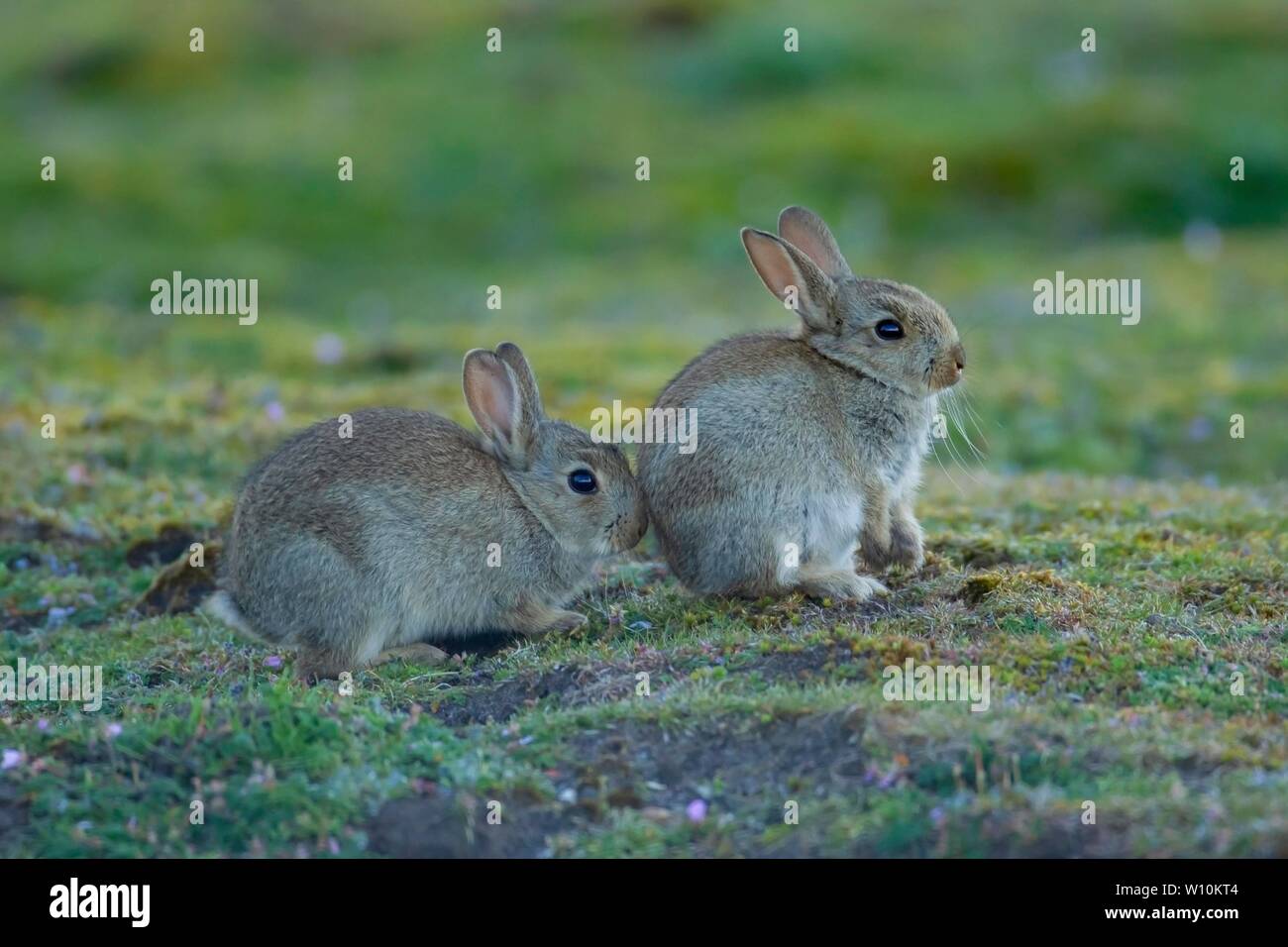 European rabbits (Oryctolagus cuniculus), two on a meadow, Suffolk ...