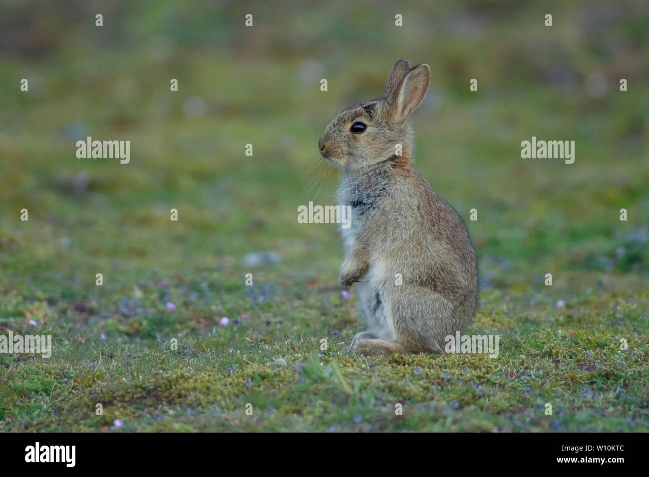European rabbit (Oryctolagus cuniculus), on a meadow, Suffolk, England ...