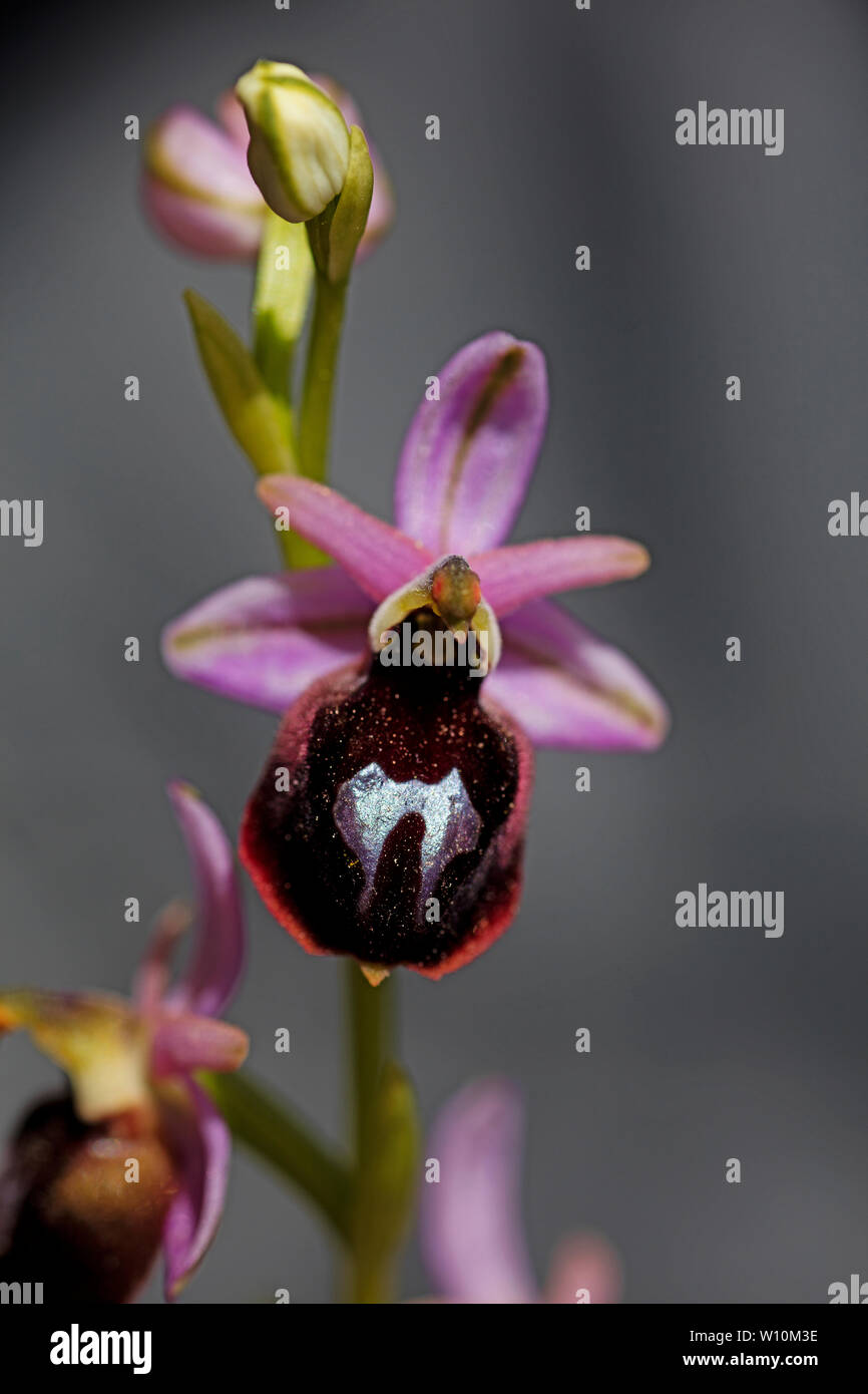 Orchids rare species hi-res stock photography and images - Alamy
