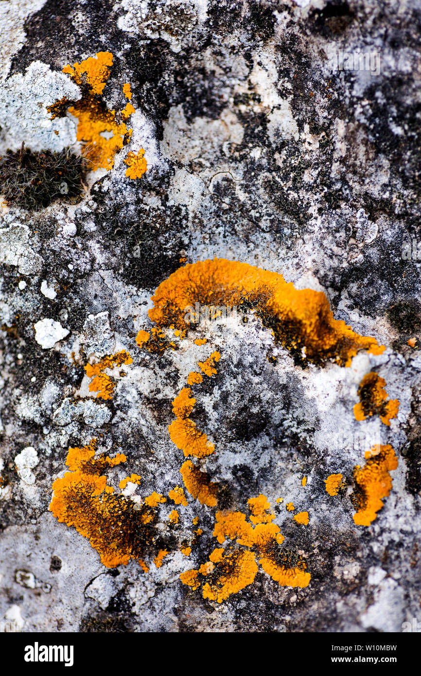 Fungus wallpaper hi-res stock photography and images - Alamy