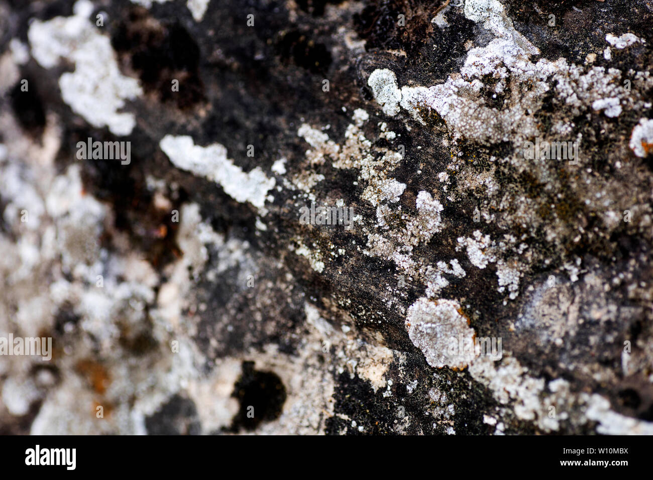 Ground fungus hi-res stock photography and images - Alamy
