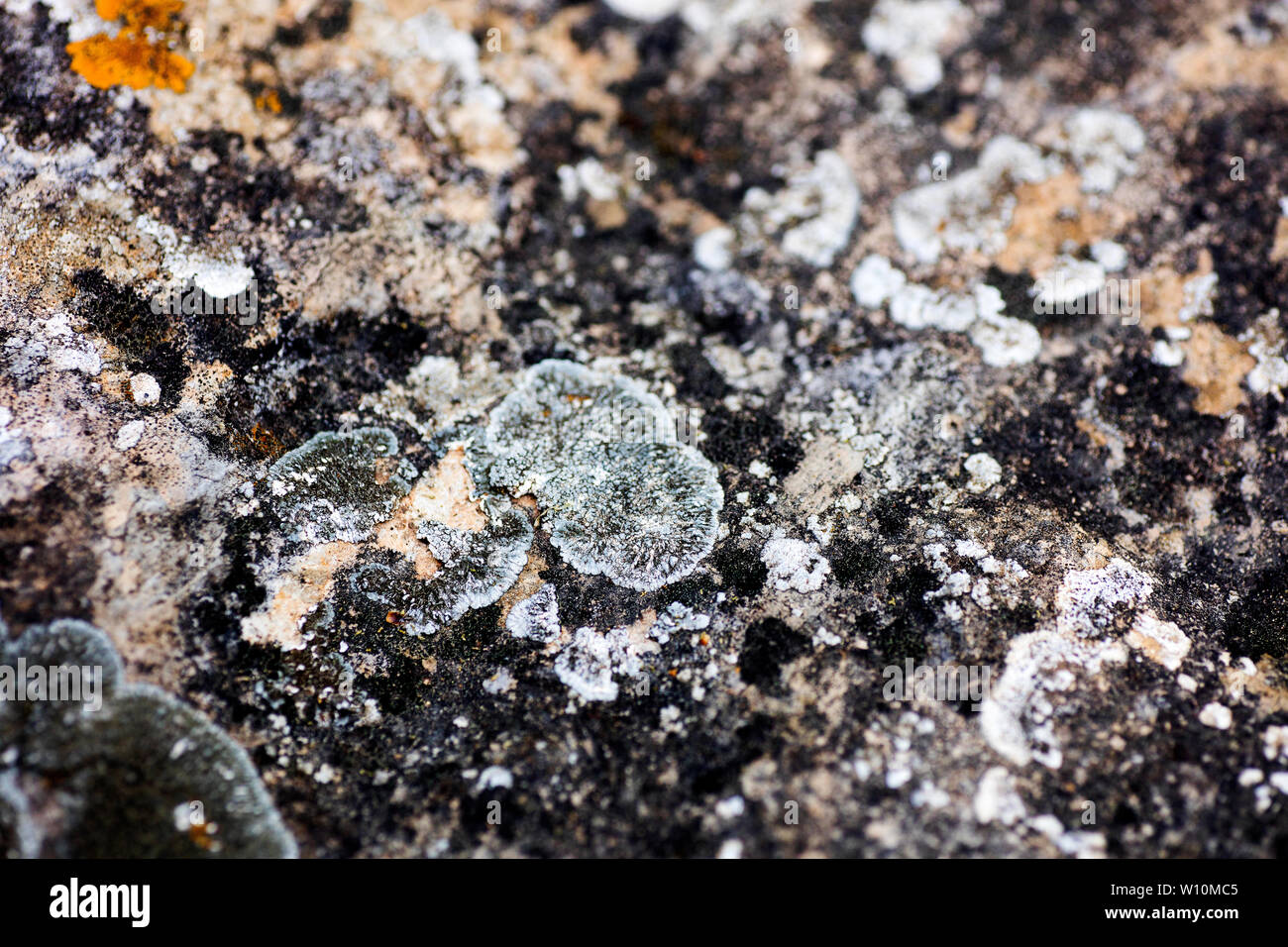 Ground fungus hi-res stock photography and images - Alamy