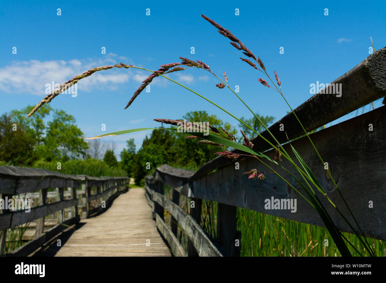 Wooden walkway over pond in Richard Bong State Recreational Area ...