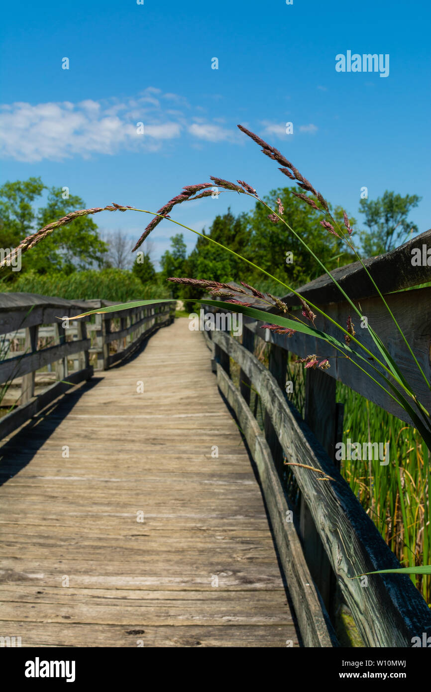 Wooden walkway over pond in Richard Bong State Recreational Area ...