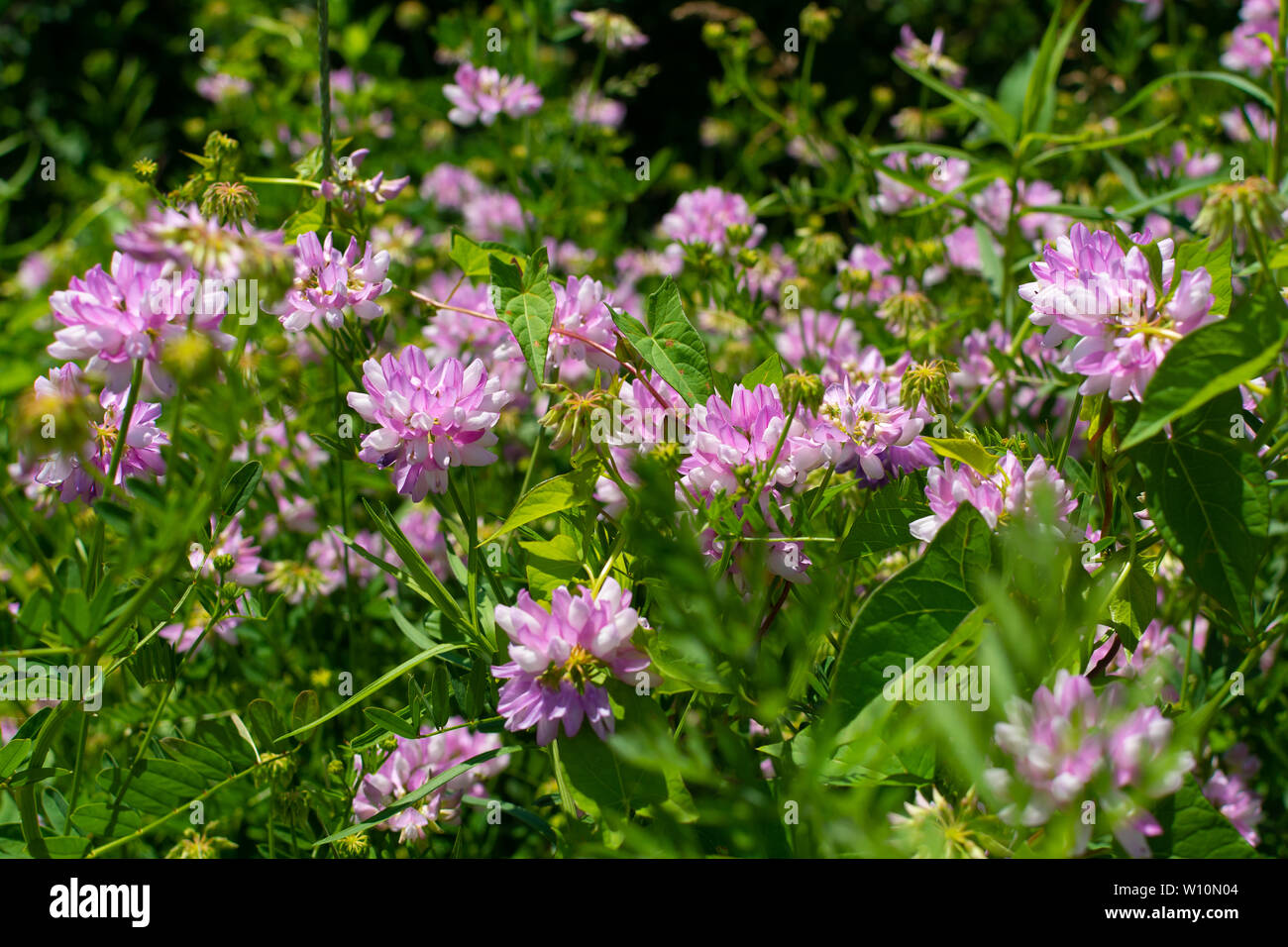 Wisconsin wildflowers hi-res stock photography and images - Alamy