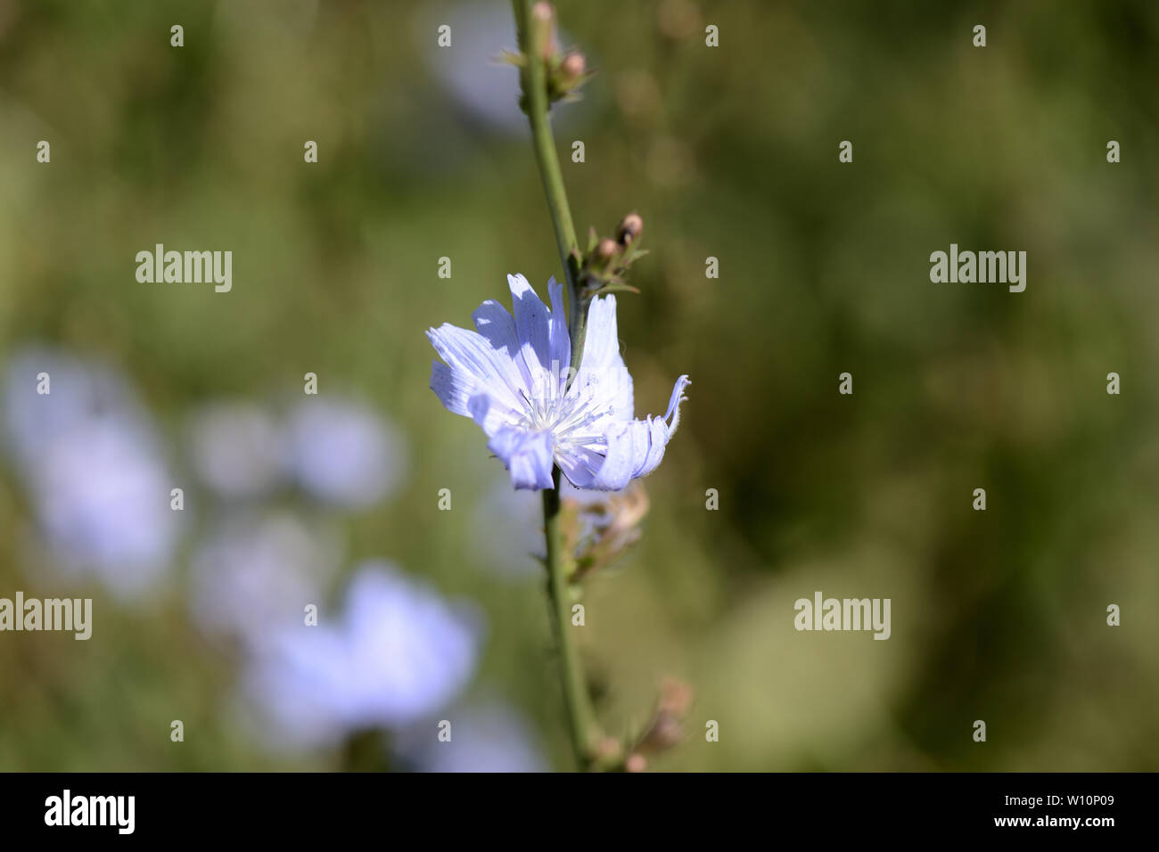 Delicate flower stem illuminated hi-res stock photography and images ...