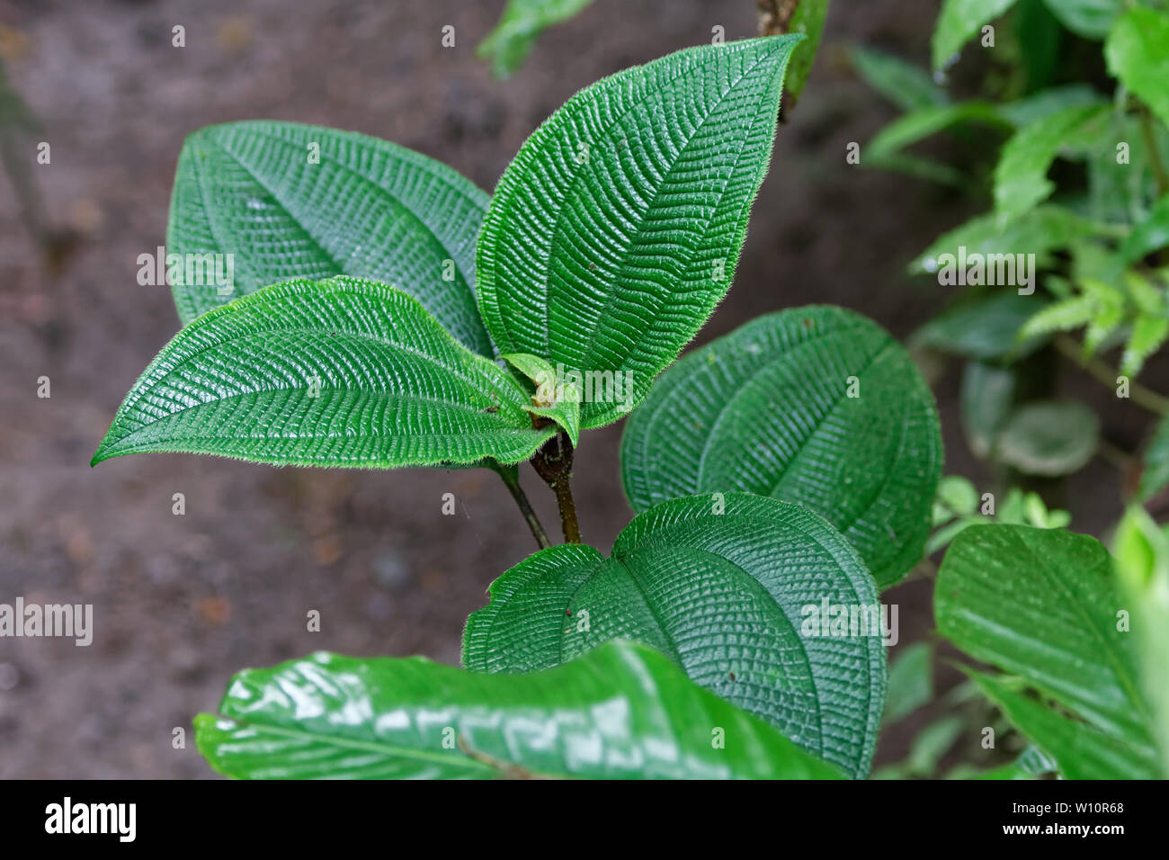 Tropical plant of Ecuador Stock Photo - Alamy
