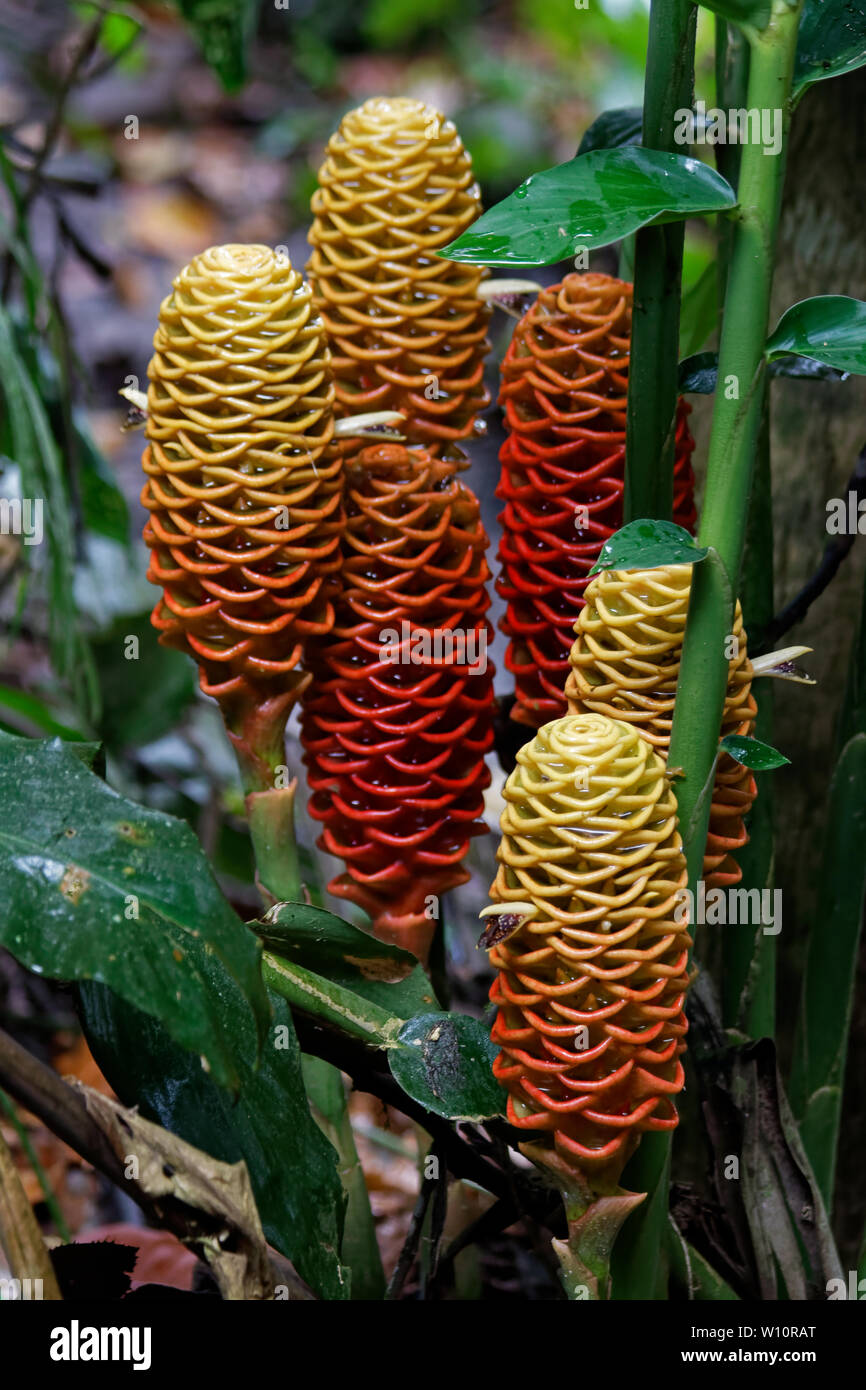 Tropical plant of Ecuador Stock Photo - Alamy