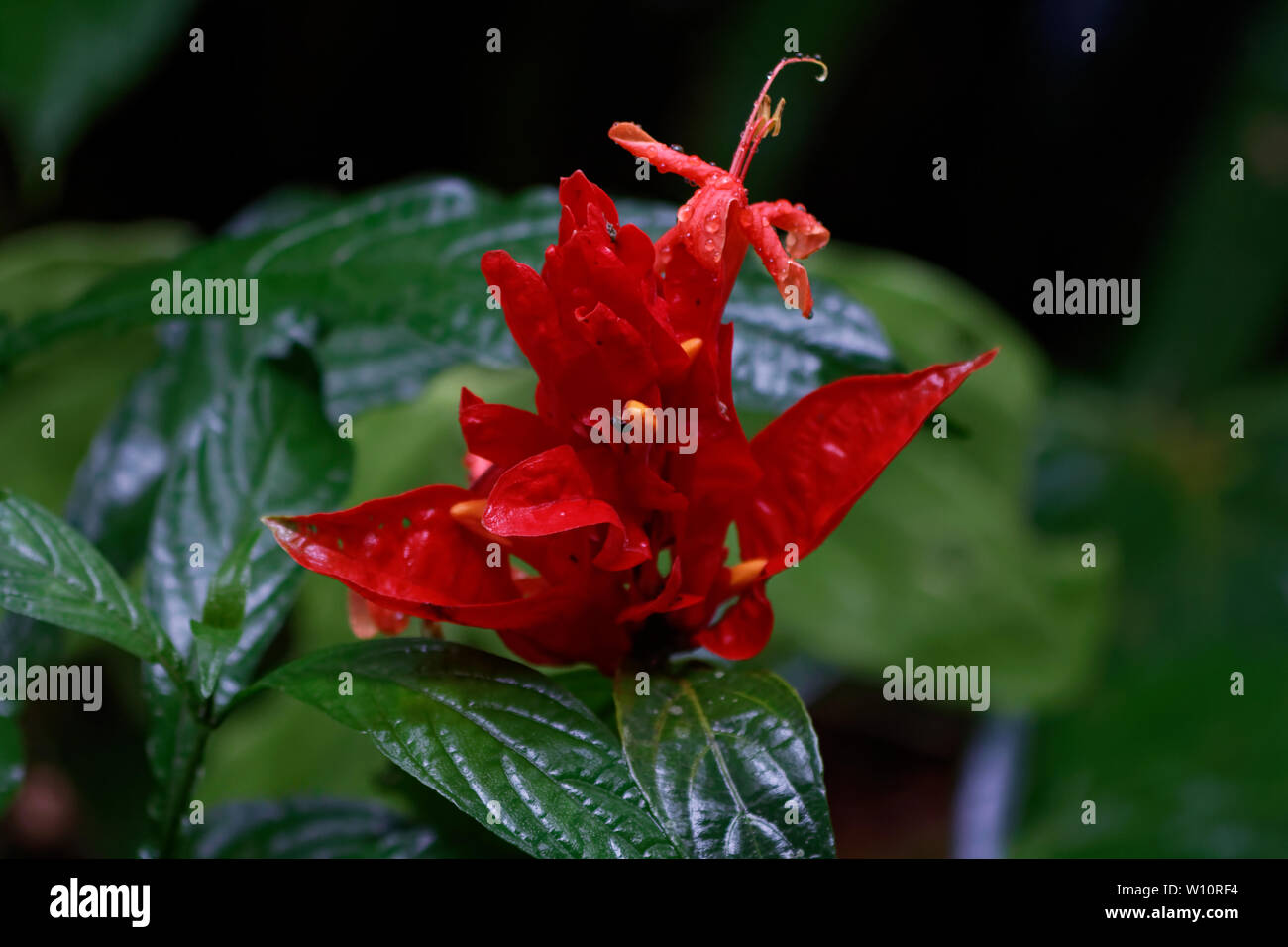 Tropical plant of Ecuador Stock Photo - Alamy