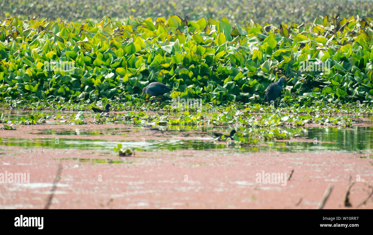Closeup of Moorhen or swamp hen, a chicken-sized bird collecting food ...