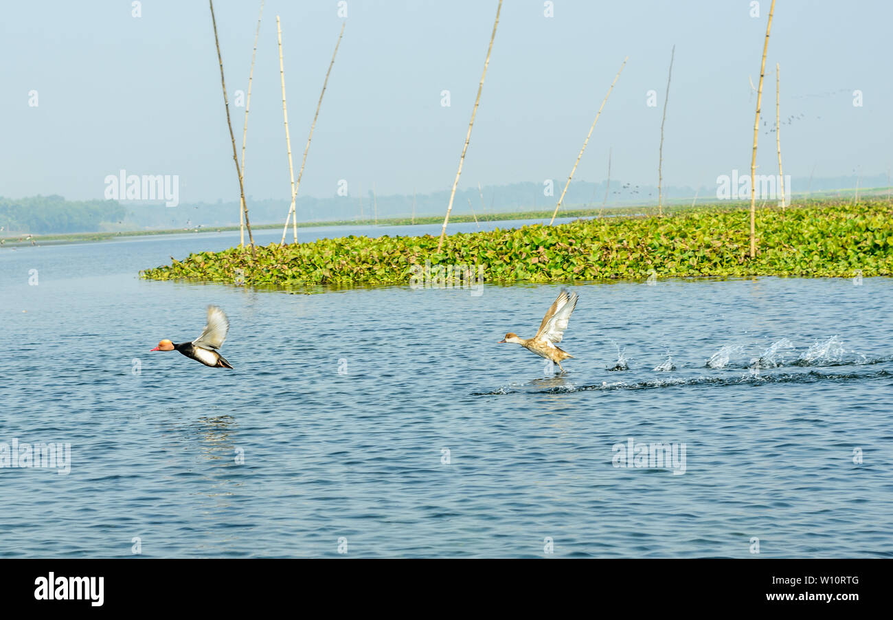 Close up of Seagulls or Gulls migratory birds, a medium size water bird ...