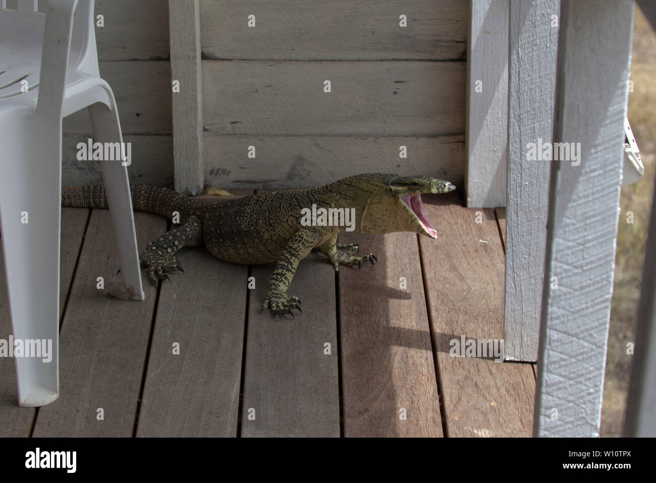 Adult lace monitor visiting a house in rural Queensland Australia Stock ...