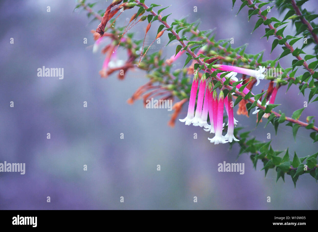 Pink, red and white bell-shaped flowers of the Australian Fuchsia Heath ...