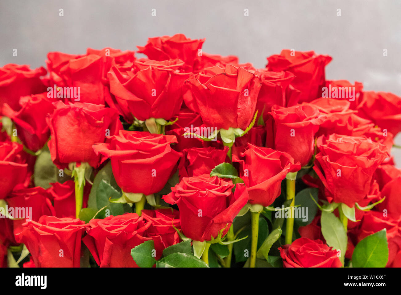 Fresh, natural red roses with green leaves. background Stock Photo - Alamy