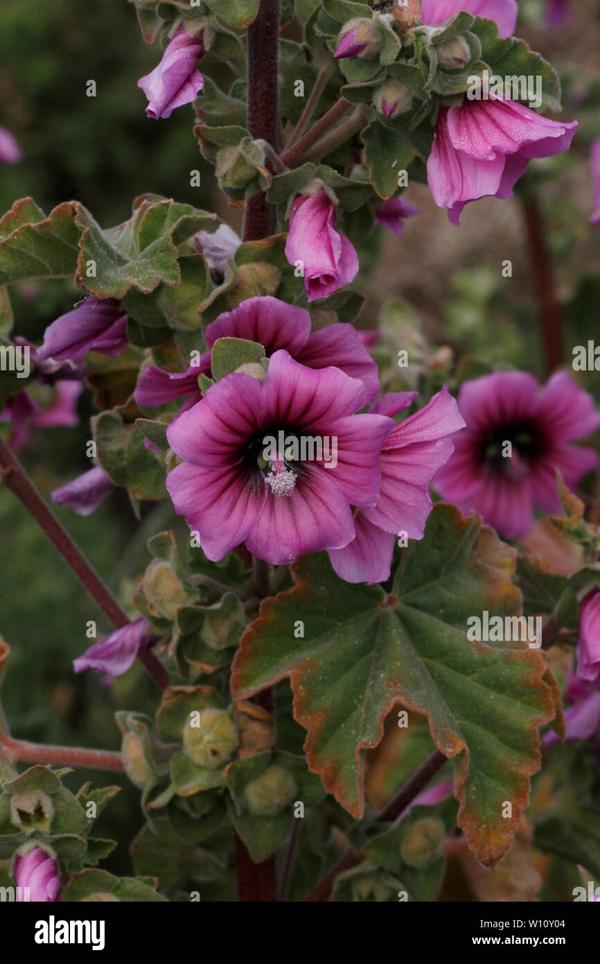 Tree Mallow, in flower. British wild flower. Purple. Lavatera arborea ...