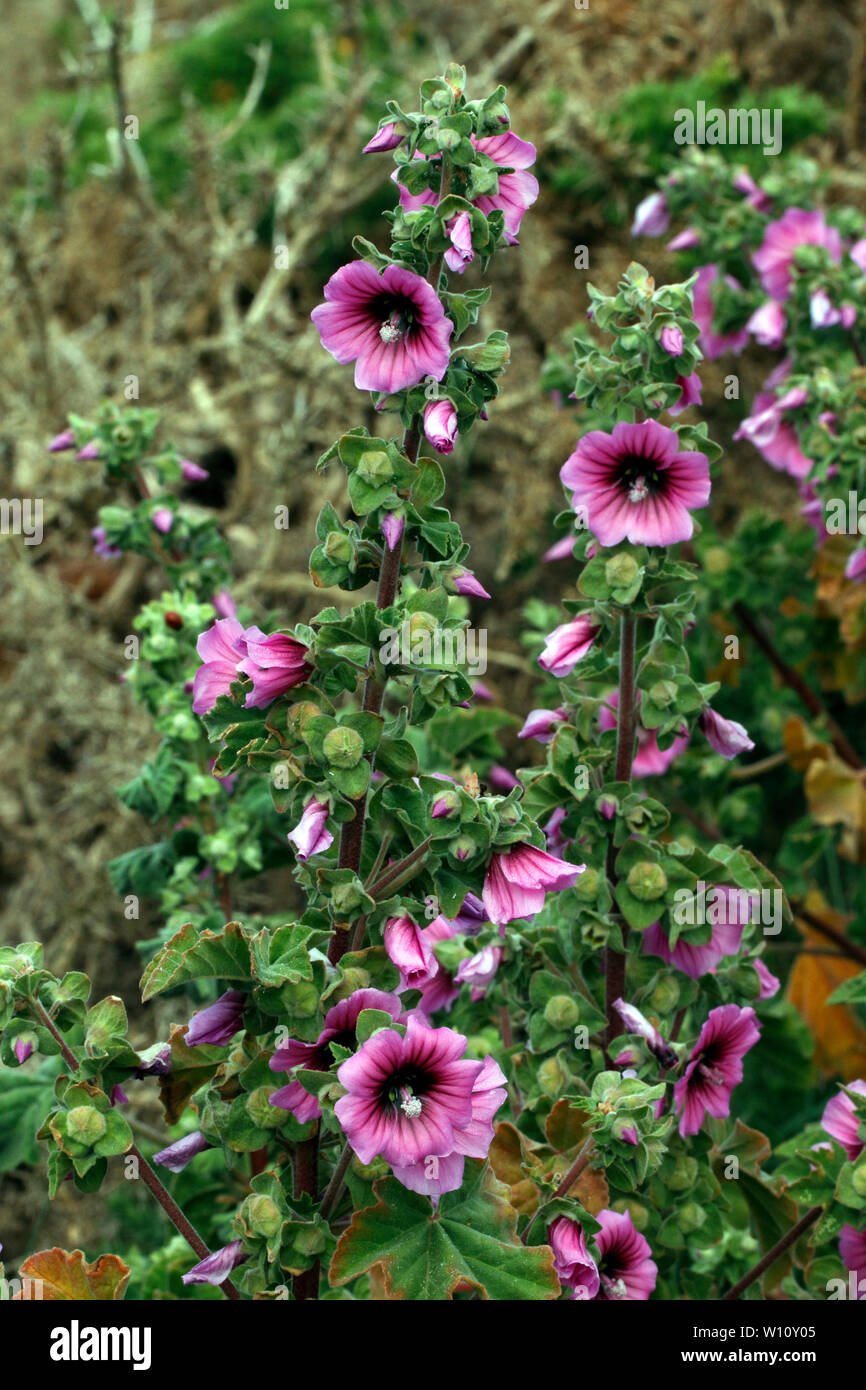 Tree lavatera hi-res stock photography and images - Alamy