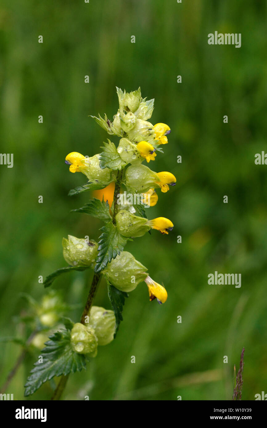 Rhinanthus minor, Yellow Rattle. hemi-parasitic herbaceous plant Stock ...