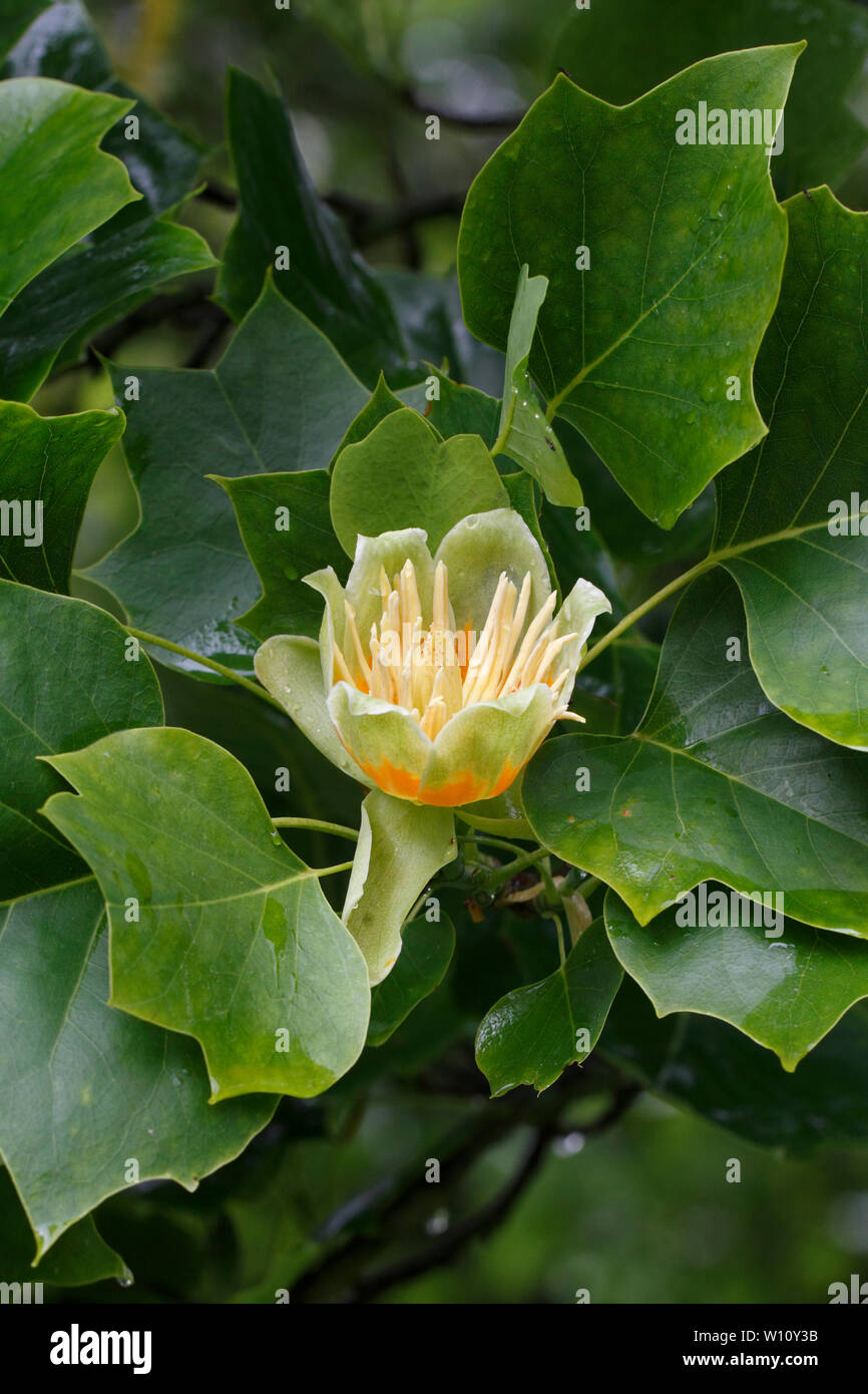 Liriodendron tulipifera, Tulip tree in flower Stock Photo - Alamy