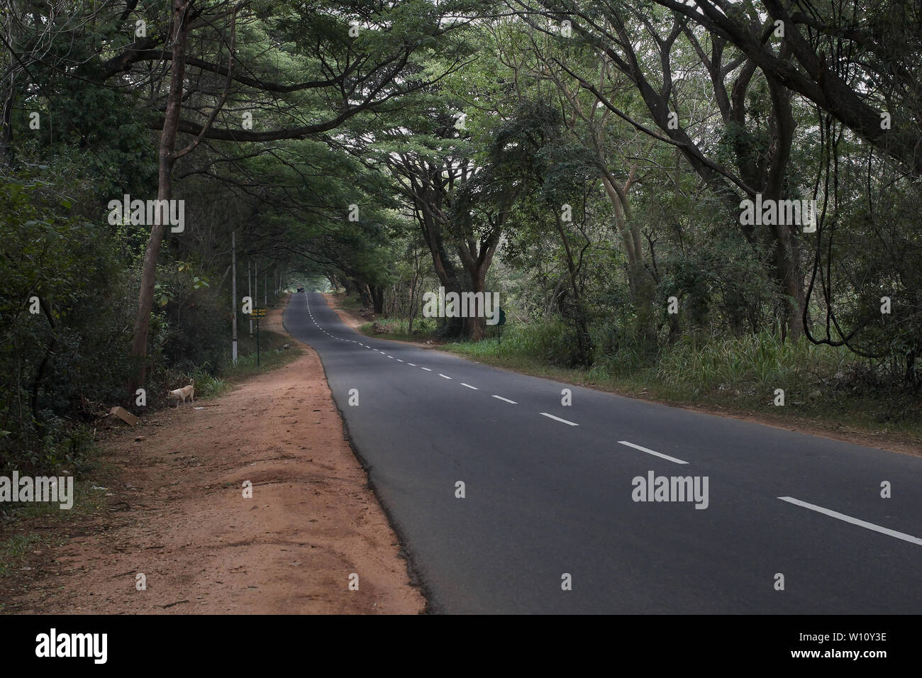 09 Sep 2007 The avenue of trees en route to Dambulla from Kandy Sri ...