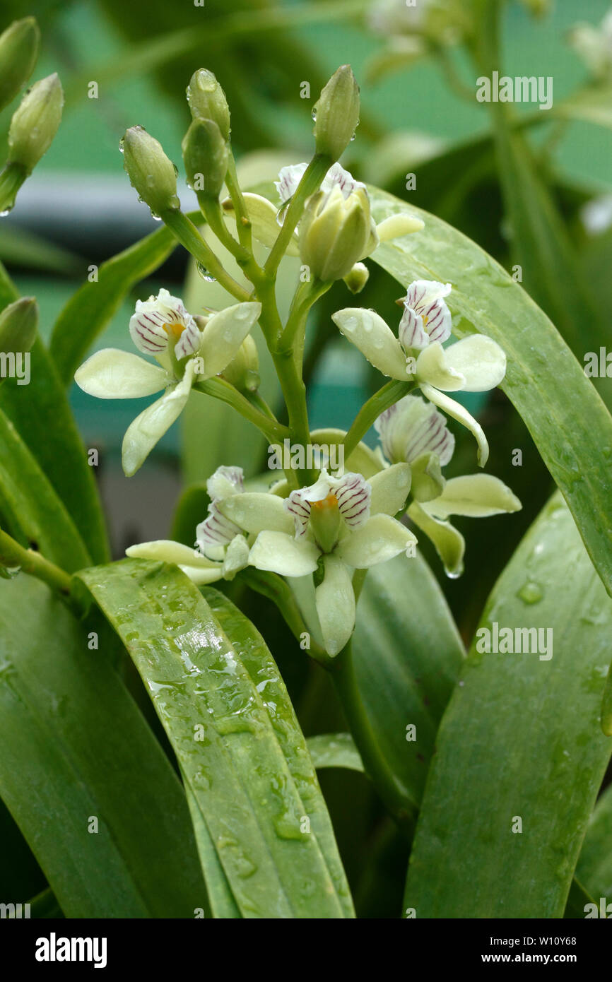 Prosthechea hi-res stock photography and images - Alamy