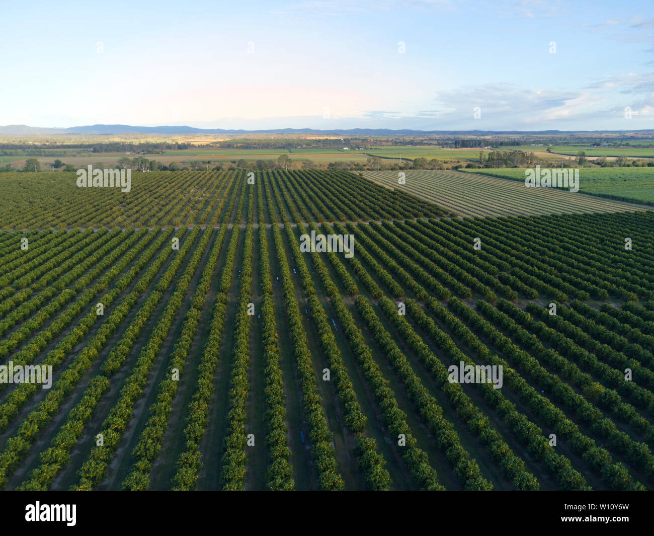 Orange orchard aerial hi-res stock photography and images - Alamy