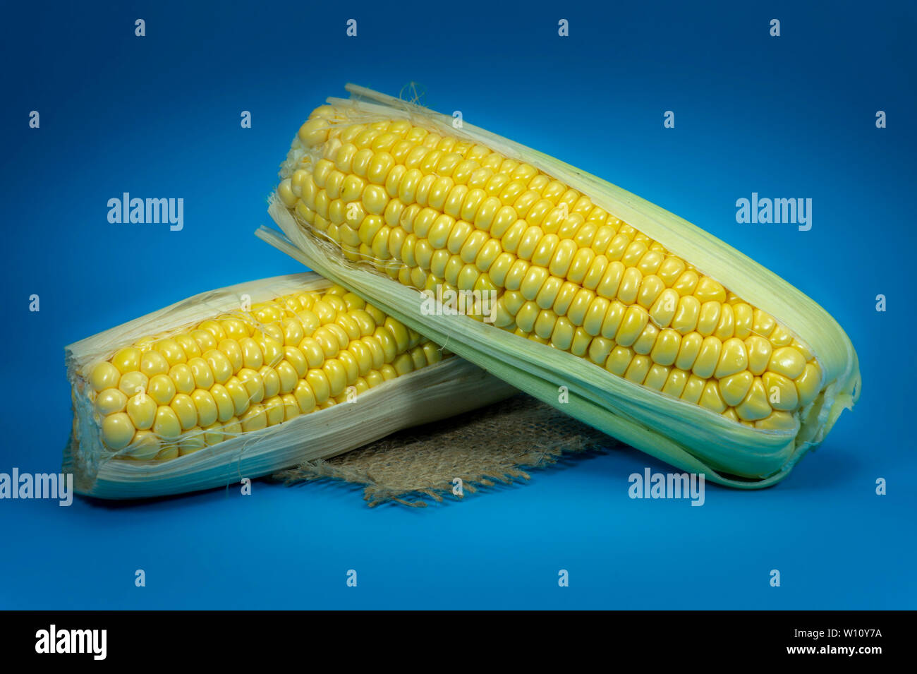 Fresh sweetcorn cob on a square of hessian isolated on blue background ...