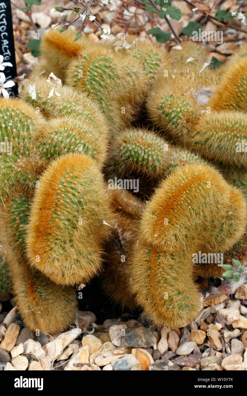 Golden tail hi-res stock photography and images - Alamy