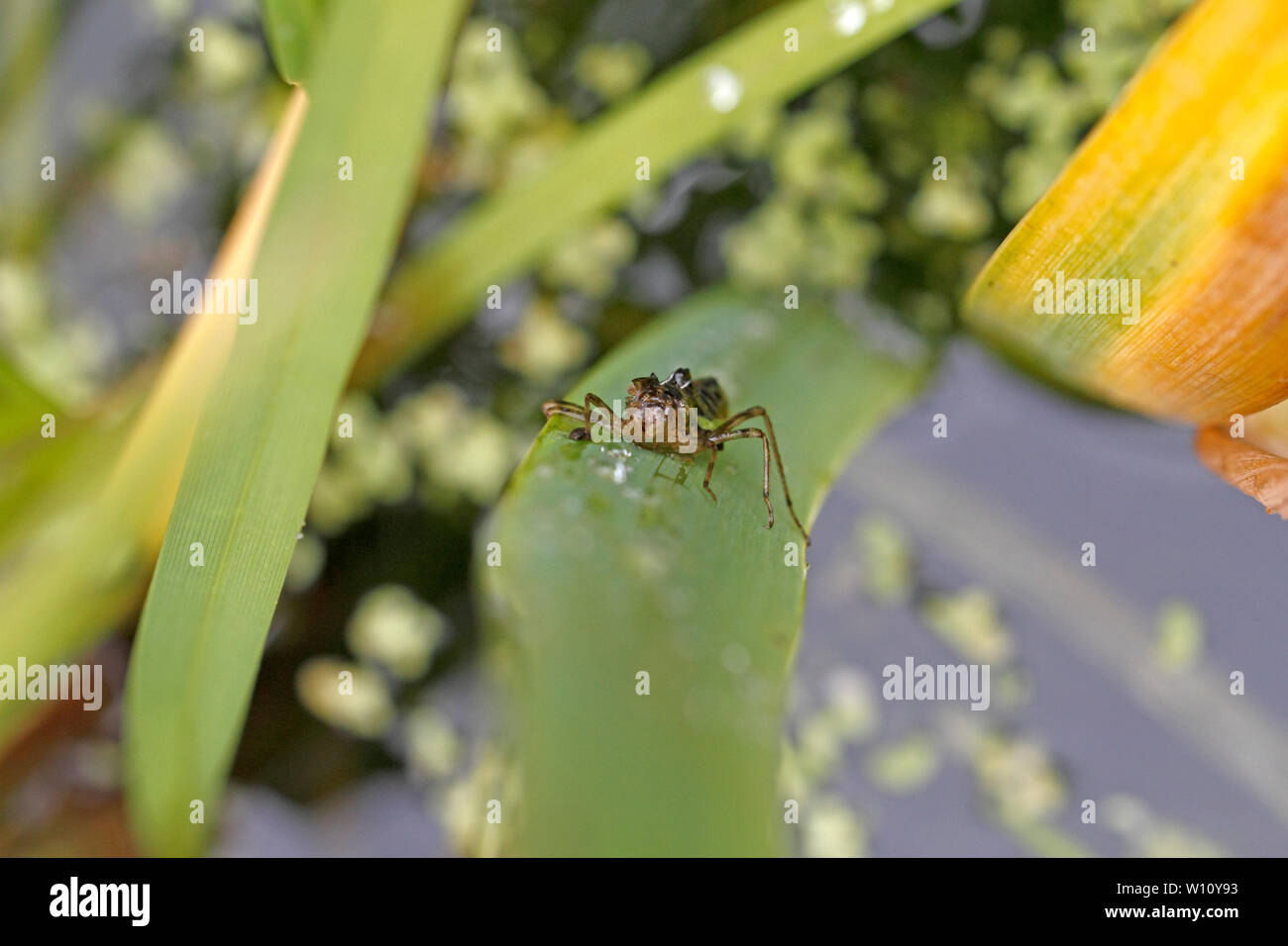 Dragonfly exoskeleton hi-res stock photography and images - Alamy