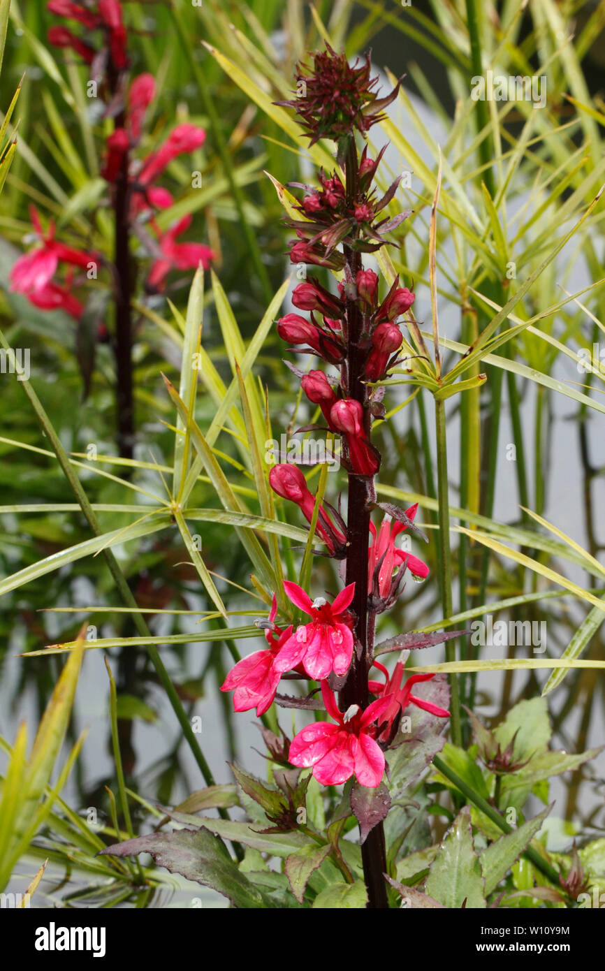 Marginal plants hi-res stock photography and images - Alamy