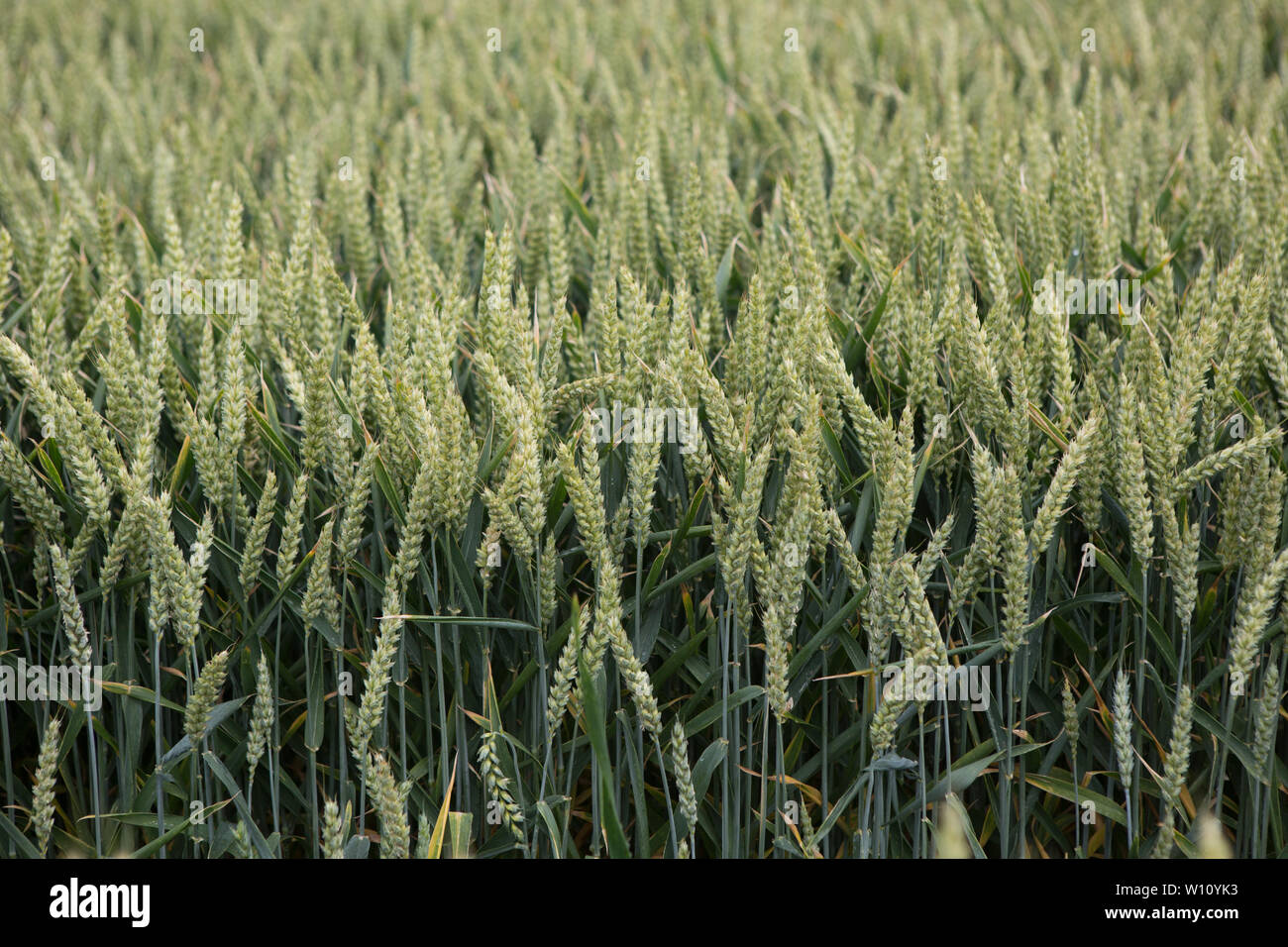 Wheat field on the outskirts of St. Andrews, Fife, Scotland Stock Photo ...