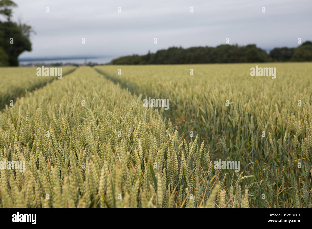 Wheat field on the outskirts of St. Andrews, Fife, Scotland Stock Photo ...