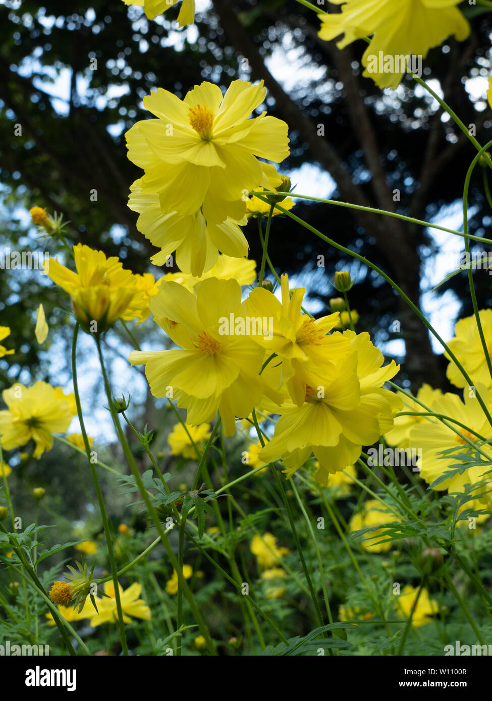 Sulfur Cosmos or Cosmos Sulphureus yellow or Klondike, lovely flowers ...