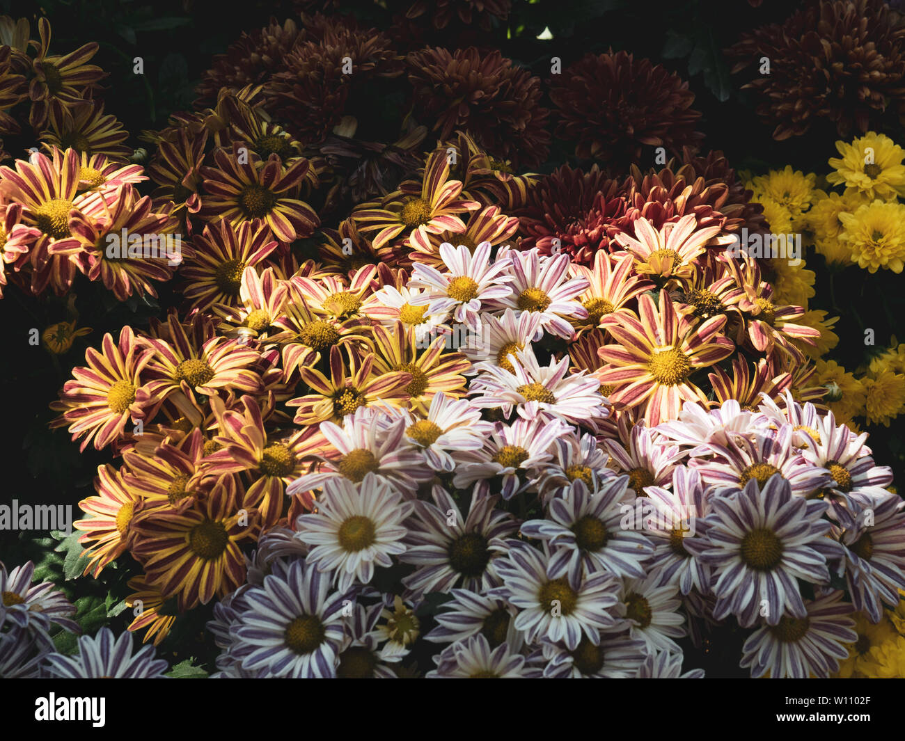 Lively design hi-res stock photography and images - Alamy