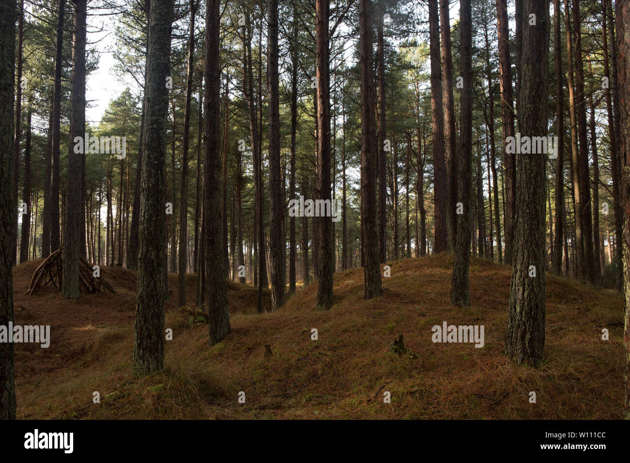 Enchanted forest scotland hi-res stock photography and images - Alamy