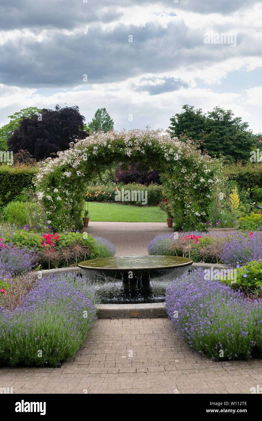 Rosa mulliganii. Mulligan rose on archway at RHS Wisley Gardens, Surrey ...