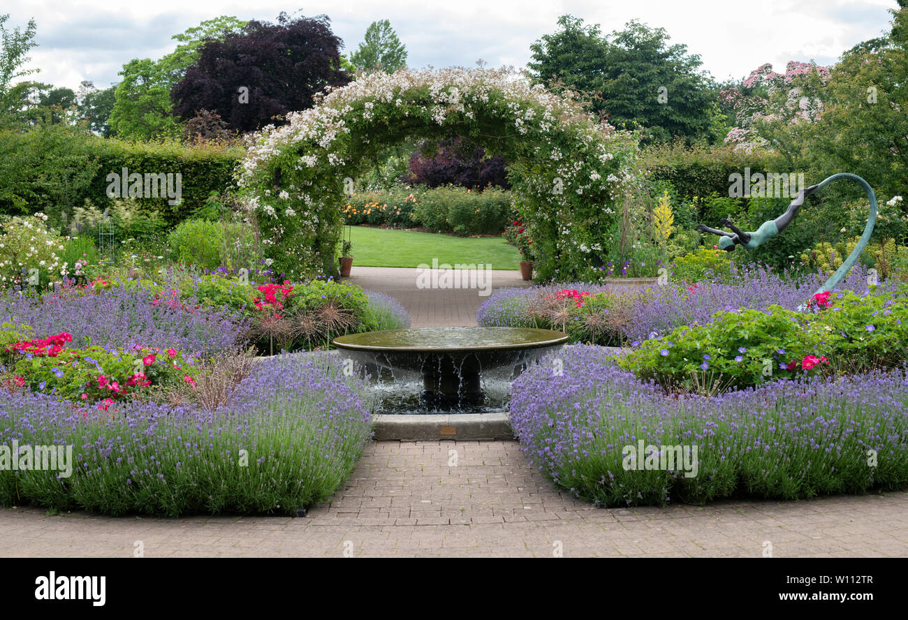 Rosa mulliganii. Water feature, Diva statue and Mulligan rose on ...
