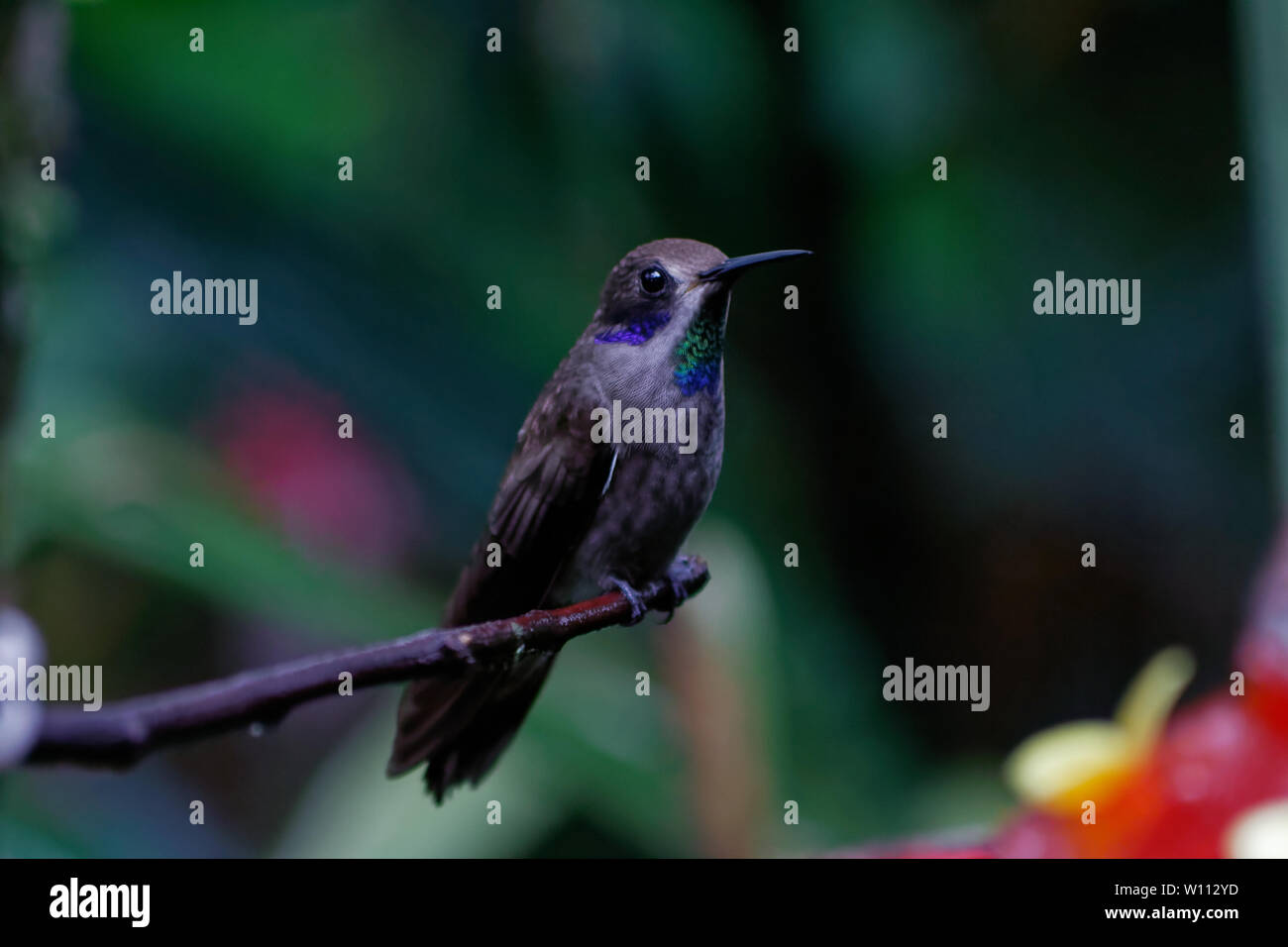 Hummingbird garden fruit hi-res stock photography and images - Alamy
