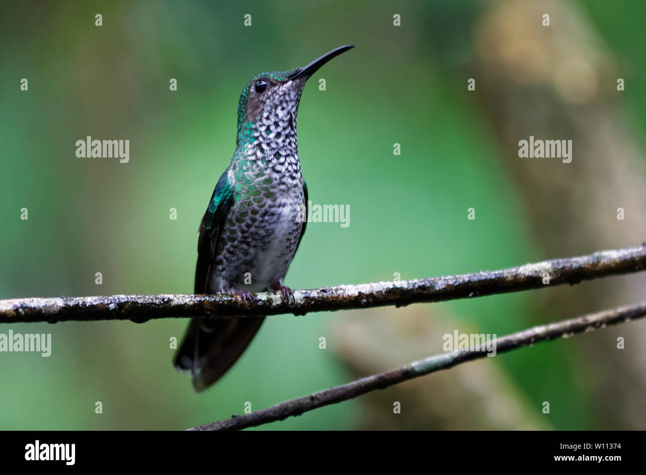 Hummingbird garden fruit hi-res stock photography and images - Alamy
