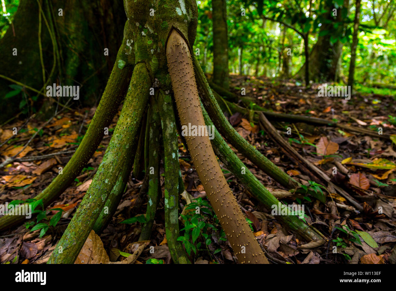Walking Palm, Tropical forest, Dolphin Bay, Bocas del Toro Archipelago ...