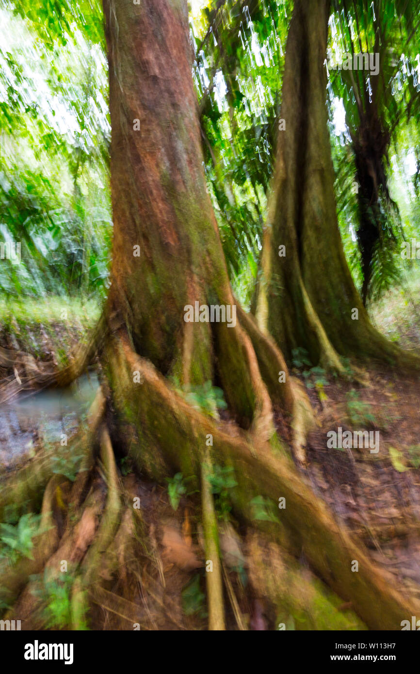 Tropical forest, Dolphin Bay, Bocas del Toro Archipelago, Bocas del ...