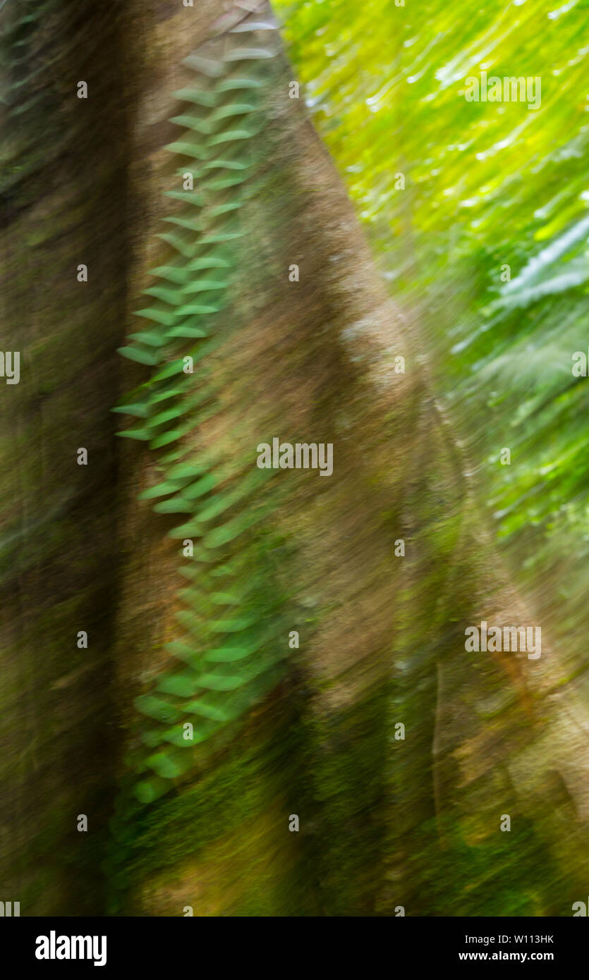 Tropical forest, Dolphin Bay, Bocas del Toro Archipelago, Bocas del ...