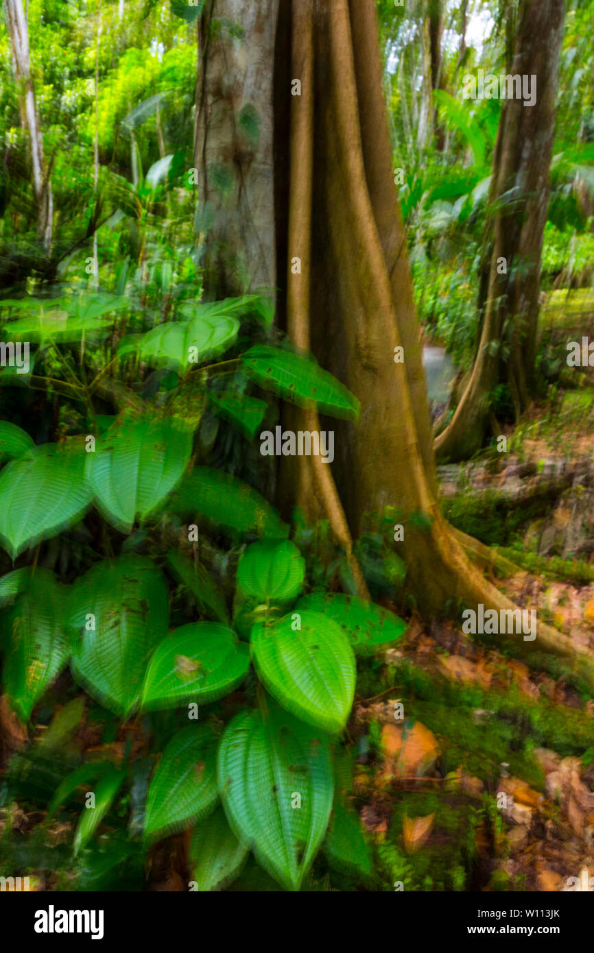 Tropical forest, Dolphin Bay, Bocas del Toro Archipelago, Bocas del ...